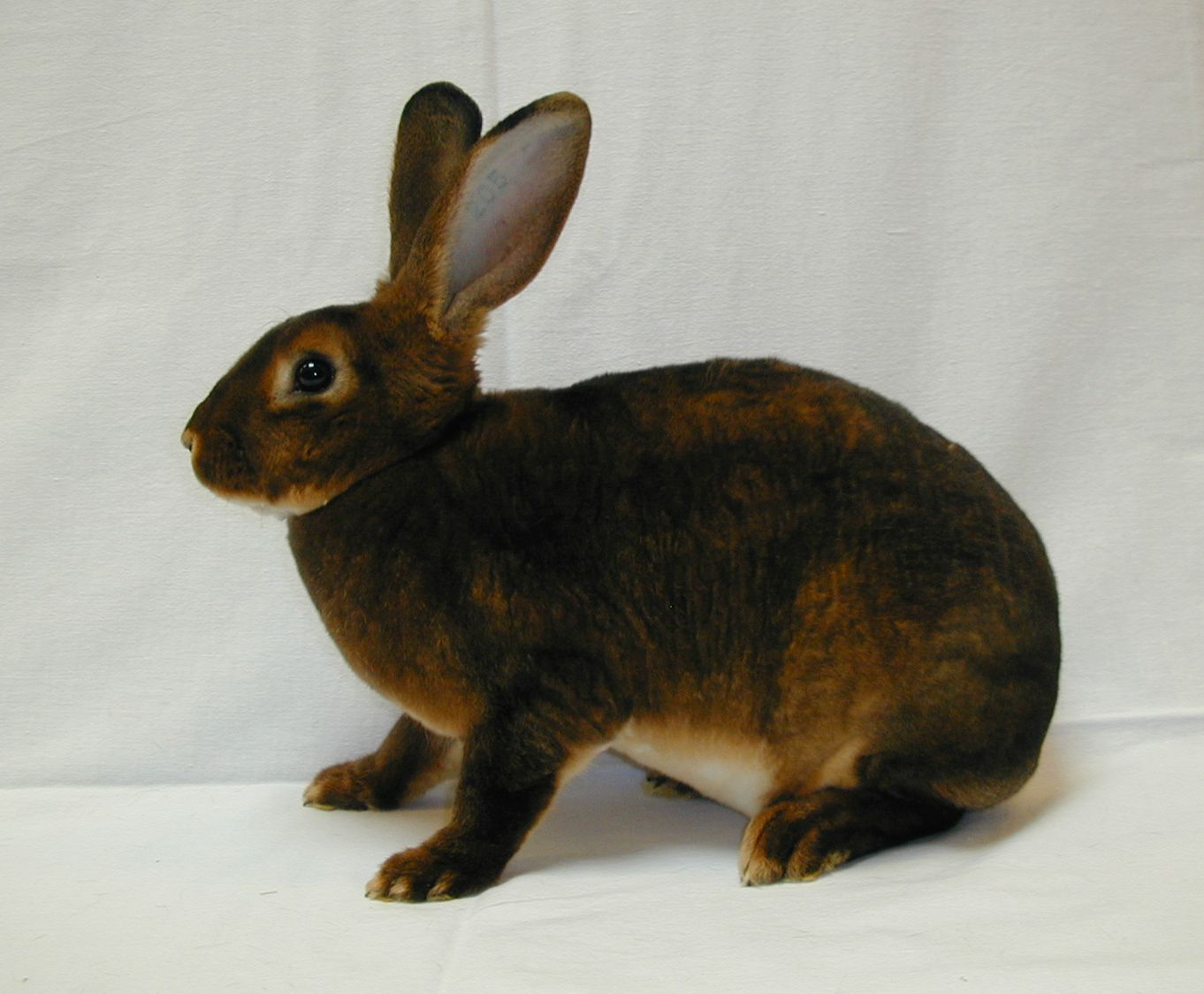 RAZAS DE CONEJO: Razas de Conejos Productoras de Carne: